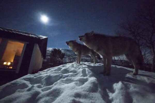 Dances With Wolves In Narvik, Norway