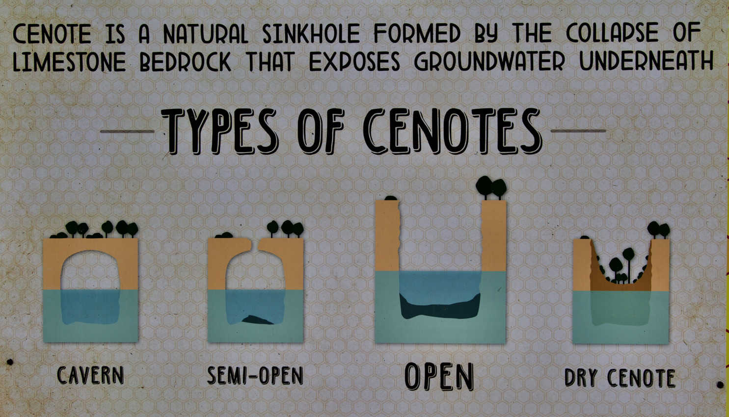 Mayan Bee Sanctuary: Cozumel's Treasure Trove Of Bees